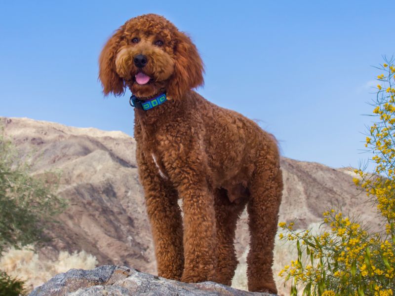 Labradoodle Dog Breed: A Comprehensive Guide To Take Care