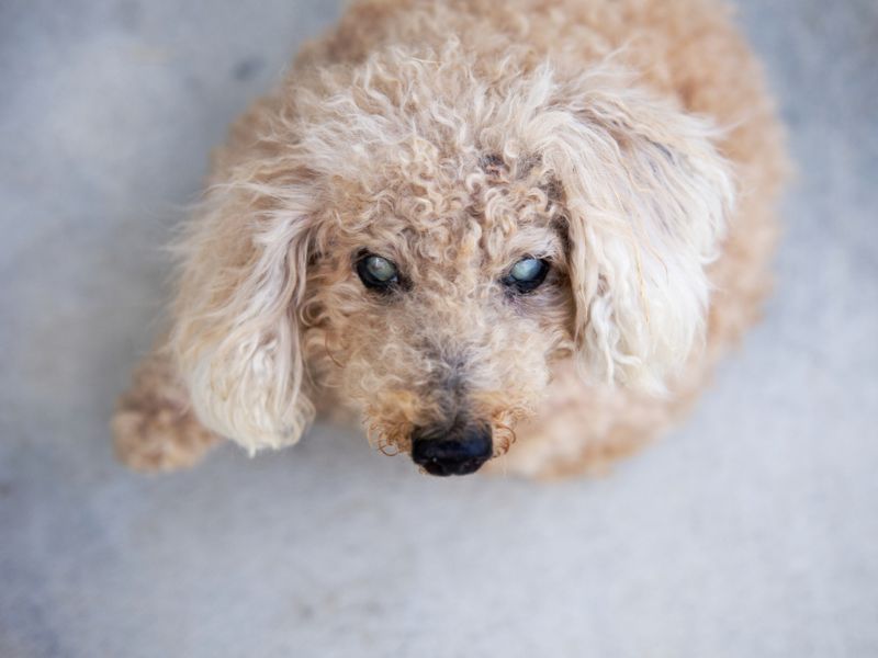 Labradoodle Dog Breed: A Comprehensive Guide To Take Care