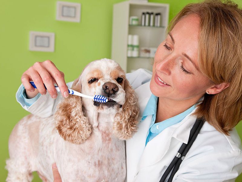 Labradoodle Dog Breed: A Comprehensive Guide To Take Care