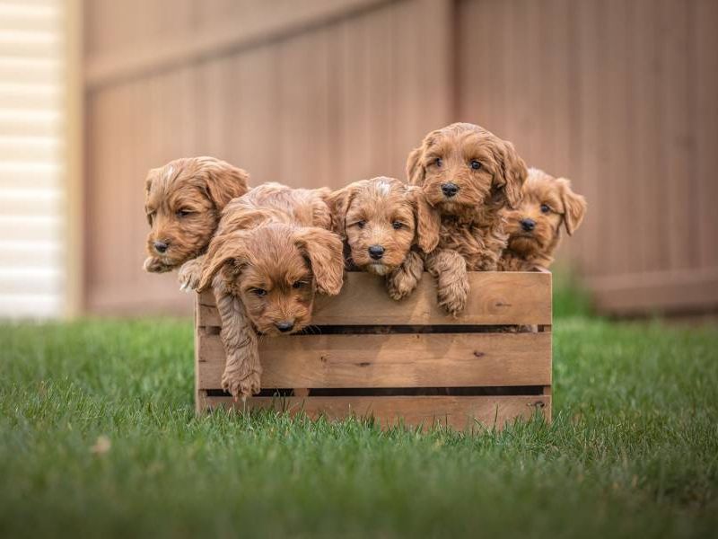 Labradoodle Dog Breed: A Comprehensive Guide To Take Care