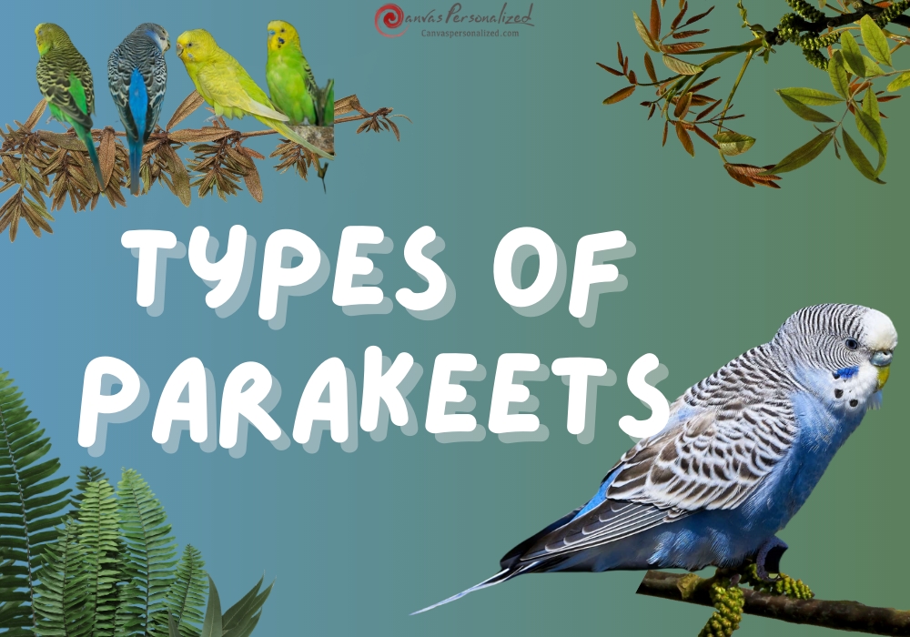 A Complete Guide To The Types Of Parakeets: Which One Will You Choose