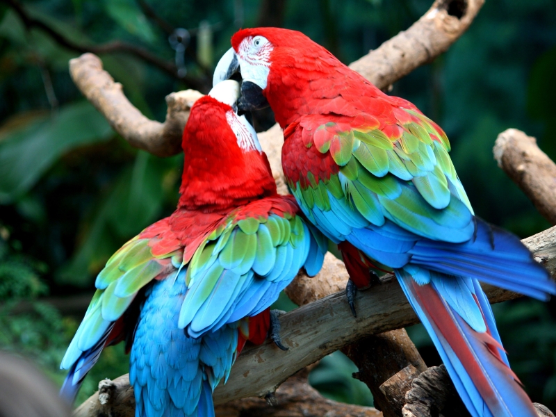 10 Popular Types Of Macaws That Make Great Pets
