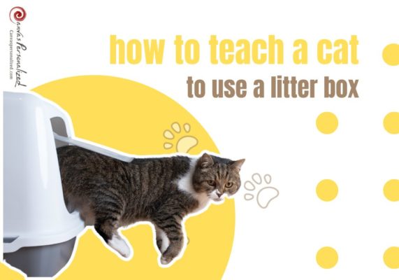 How To Teach A Cat To Sit Quickly With 2 Ultimate Methods?
